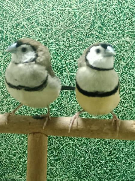 Gouldian Breeder Pair with egg/Star Finch female/Owl finch pair ...