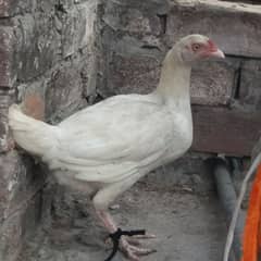 White Murgi in Pakistan, Free classifieds in Pakistan | OLX Pakistan