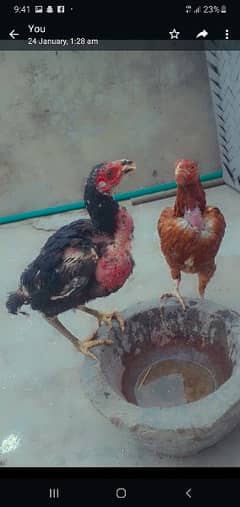 Hens for Sale in Lahore | Aseel for Sale in Lahore