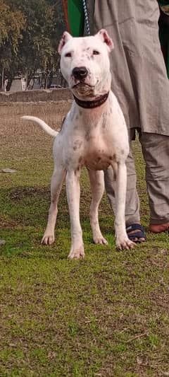Gultair Dog. in Karachi, Free classifieds in Karachi | OLX Pakistan