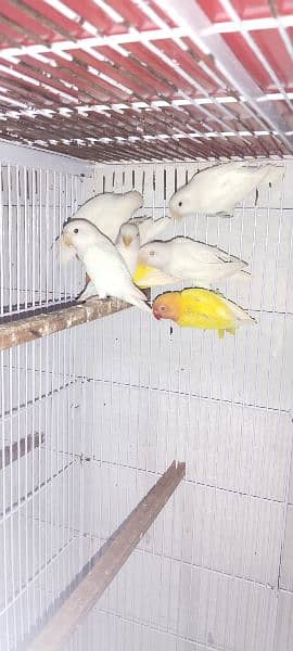 Albino Red Eye x Albino Split Ino - Parrots - 1082743091