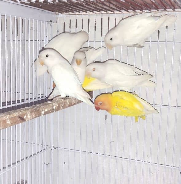 Albino Red Eye x Albino Split Ino - Parrots - 1082743091