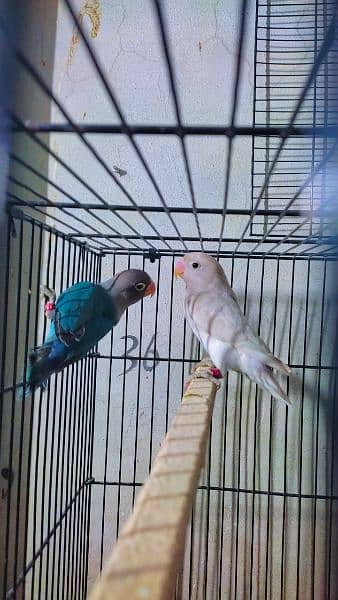 Love Birds Blue Fisheri spilit Ino into Albion possible ino - Parrots ...