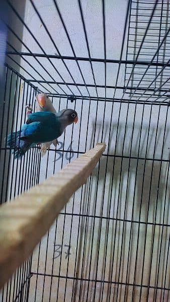 Love Birds Blue Fisheri spilit Ino into Albion possible ino - Parrots ...