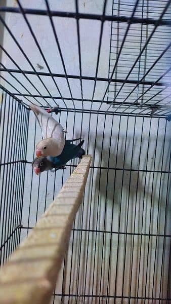 Love Birds Blue Fisheri spilit Ino into Albion possible ino - Parrots ...