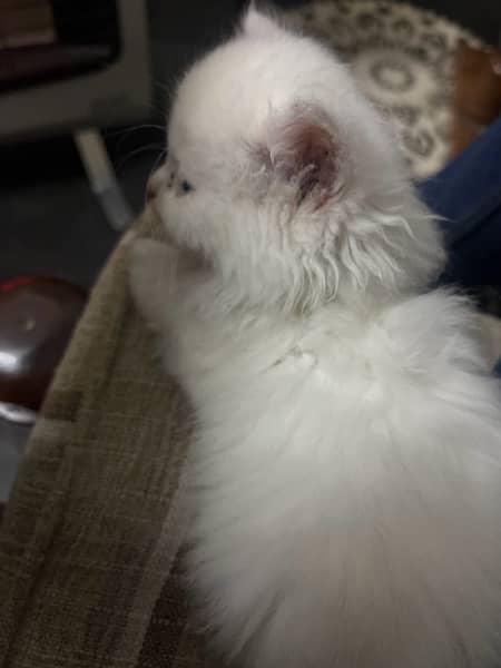 persian kitten for sale - Cats - 1083298517