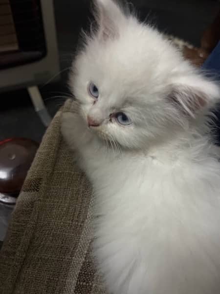 persian kitten for sale - Cats - 1083298517