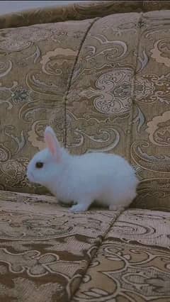 Rabbits for Sale in Pakistan