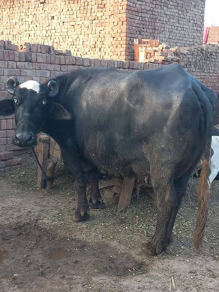 Neeli Ravi Buffalo taza soi - Buffalos - 1083342744