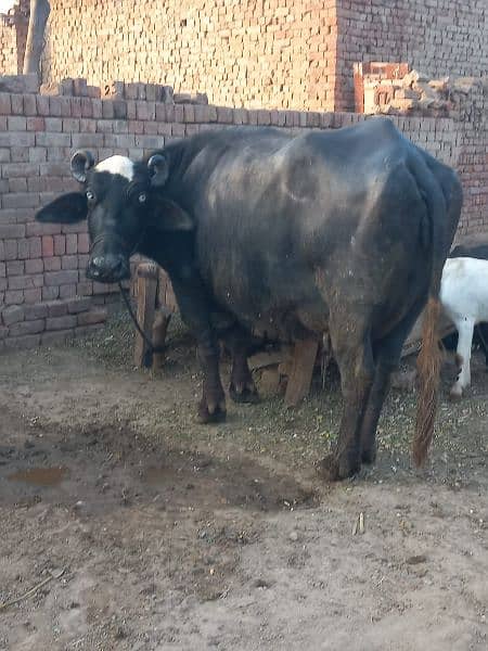 Neeli Ravi Buffalo taza soi - Buffalos - 1083342744