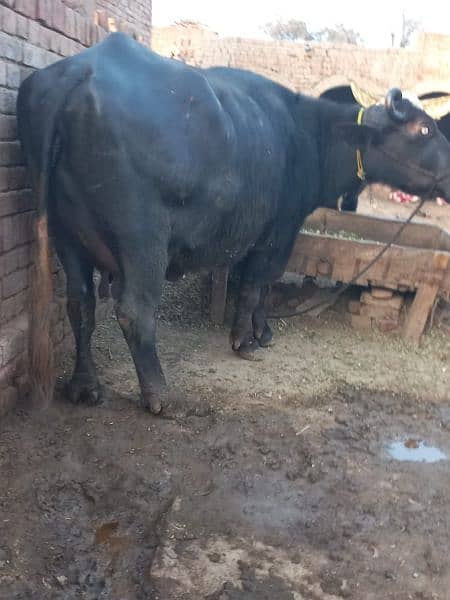 Neeli Ravi Buffalo taza soi - Buffalos - 1083342744