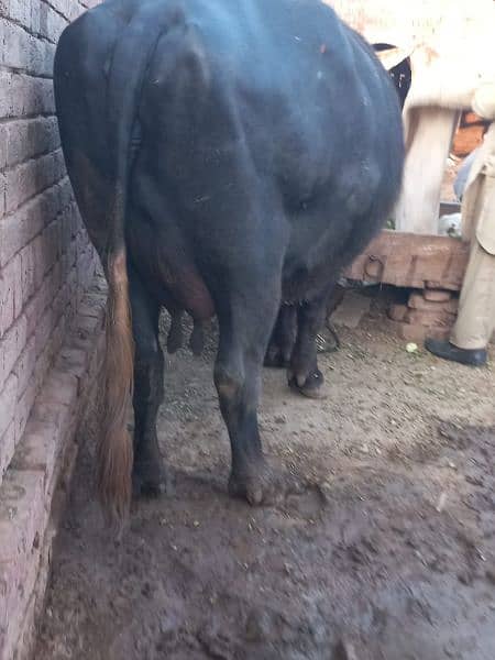 Neeli Ravi Buffalo taza soi - Buffalos - 1083342744