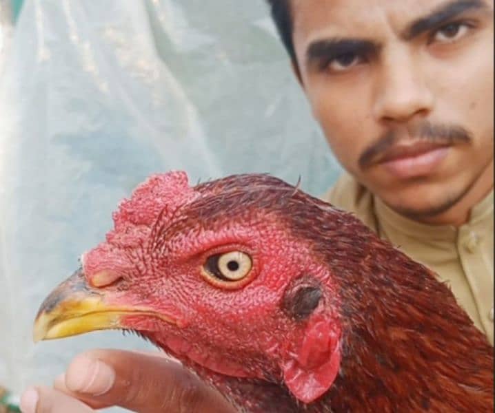 Turkish Hint Thai Aseel Japanese High Quality Aseel - Hens - 1083350889 Turkish Hint Thai Aseel Japanese High Quality Aseel - Hens - 1083350889