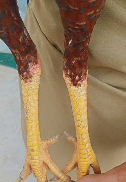 Turkish Hint Thai Aseel Japanese High Quality Aseel - Hens - 1083350889