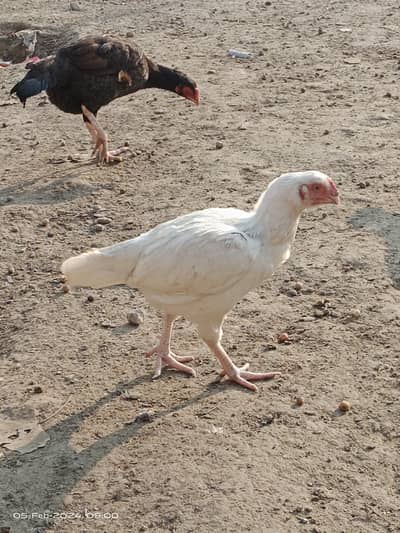 Pure white Indian Parrot Beak Hen for sale - Hens - 1083486120
