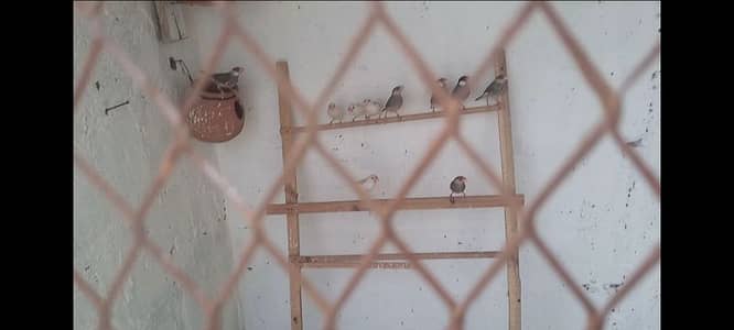 white java and gray java chicks - Finches - 1083577922