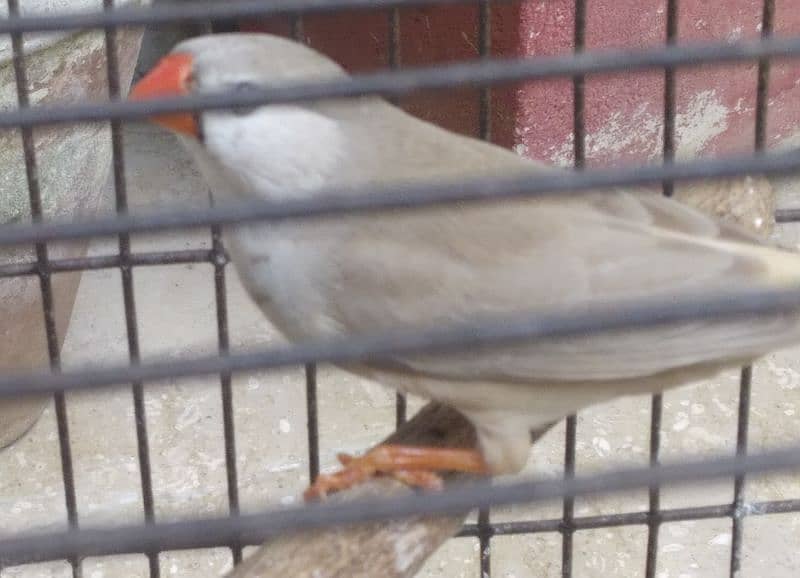 Mutation Finches Confirmed Pairs - Finches - 1083607036