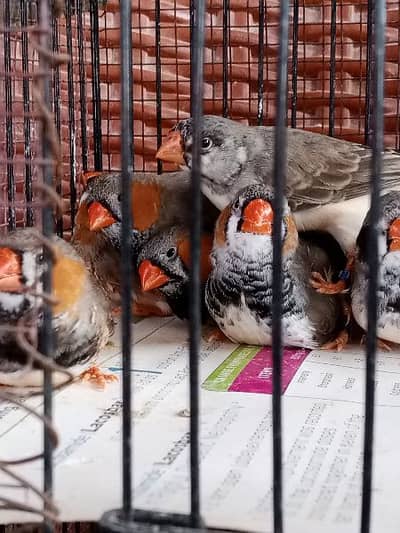 mutation finches - Finches - 1083702473