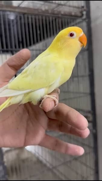 Decino Creamino Albino Redeyes and albino Split Redeyes - Parrots ...
