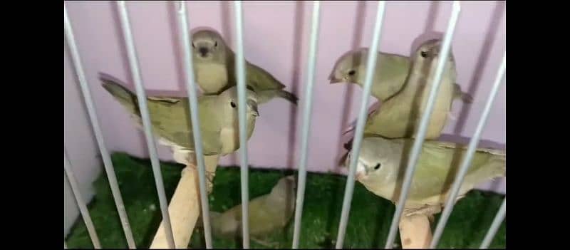 Gouldian Finch Chicks - Finches - 1083803578