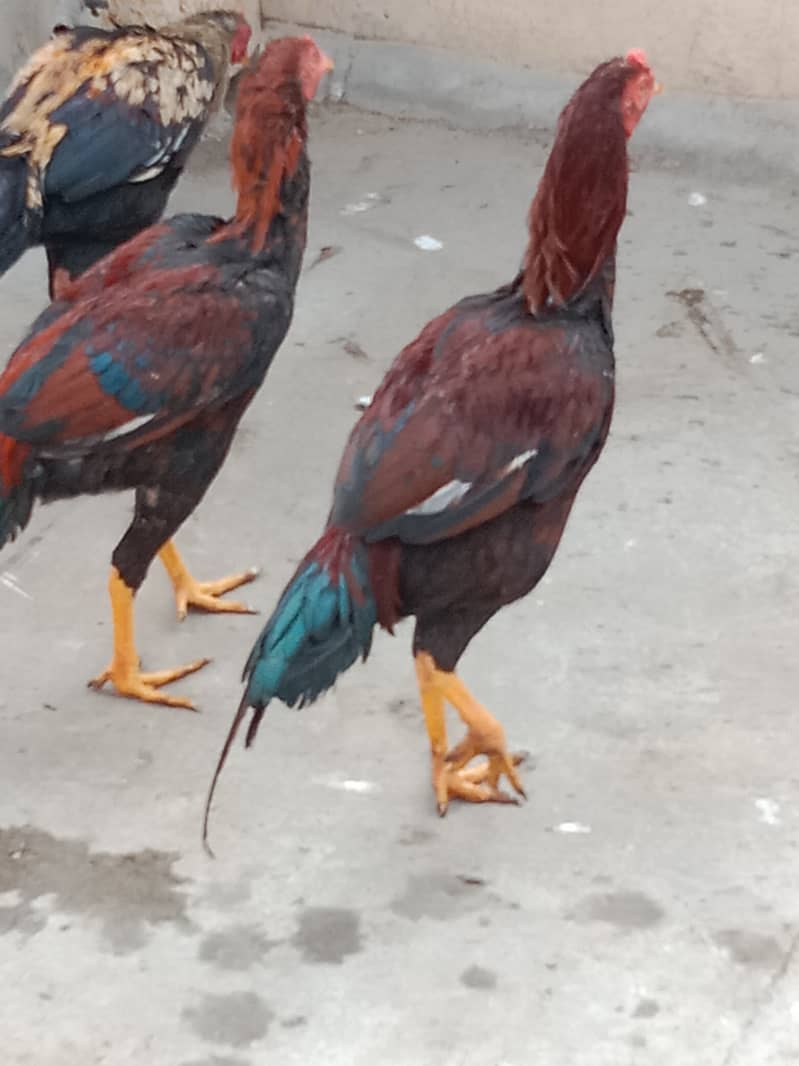 pure aseel phaty available (male) - Hens - 1082553220