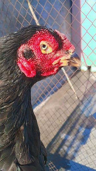 sindhi female and mushki female - Hens - 1083834945