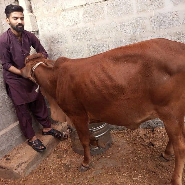 sahiwal female 2 daant jori - Cows - 1083909632