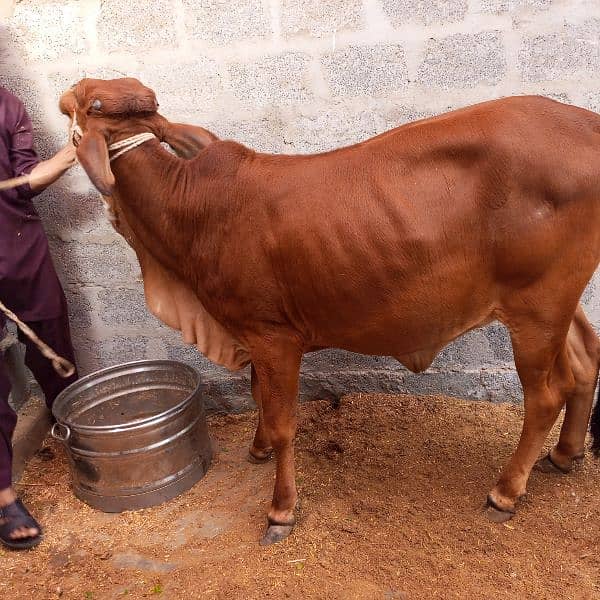 sahiwal female 2 daant jori - Cows - 1083909632