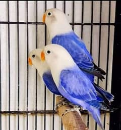 Parrots for Sale in Pakistan