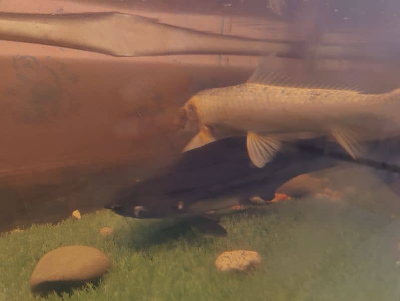 Bluline shark + koi Long 18 inches - Fish - 1084172851