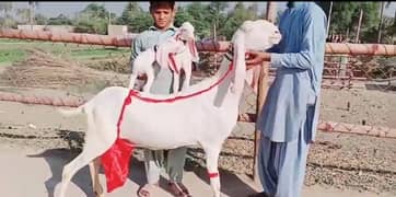 Livestock for Sale in Pakistan