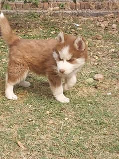 Husky in Pakistan, Free classifieds in Pakistan | OLX Pakistan