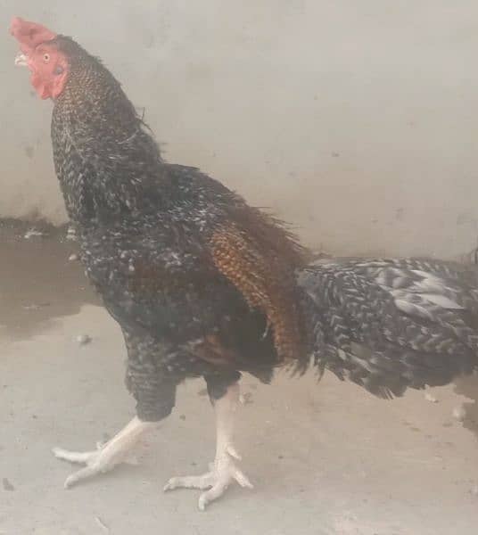 Desi murgha & white buff - Hens - 1048058535