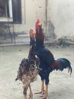 Aseel Murga Shamo in Lahore, Free classifieds in Lahore | OLX Pakistan