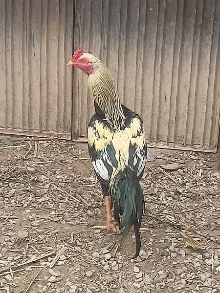 2 aseel jawa sindhi murghay - Hens - 1084533718