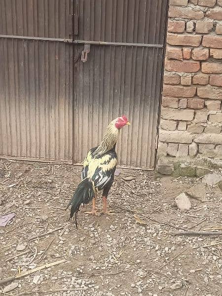 2 aseel jawa sindhi murghay - Hens - 1084533718
