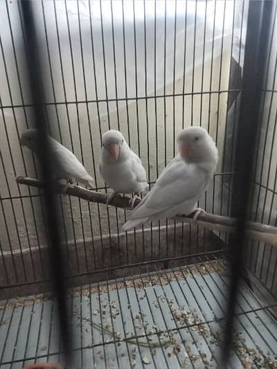 albino split ino x albino red eye - Parrots - 1084583475