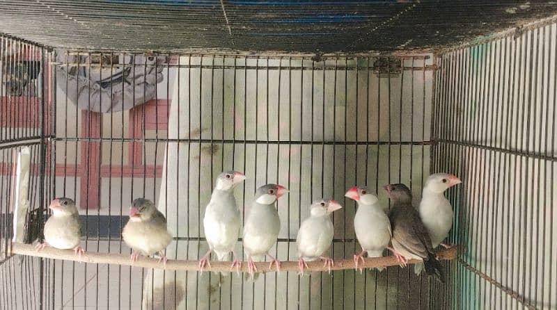 silver and grey java pathay available - Finches - 1084633408