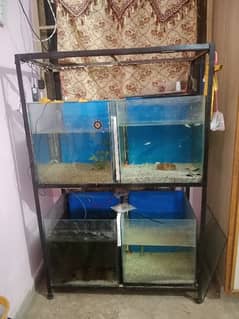 Fish & Aquarium Fishes for Sale in Pakistan | Fish & Aquarium Fishes ...