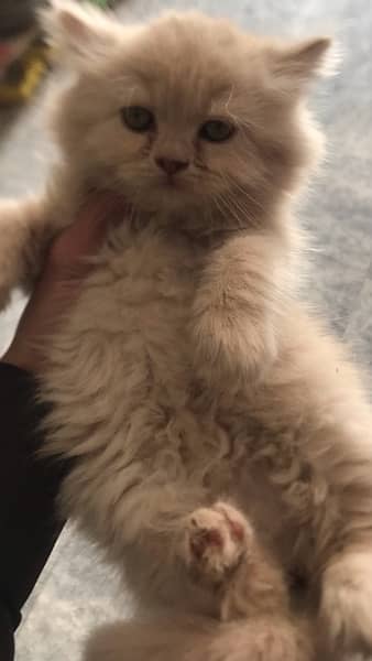 45 to 50 days kitten for sale pure persian semi punch - Cats - 1083494312