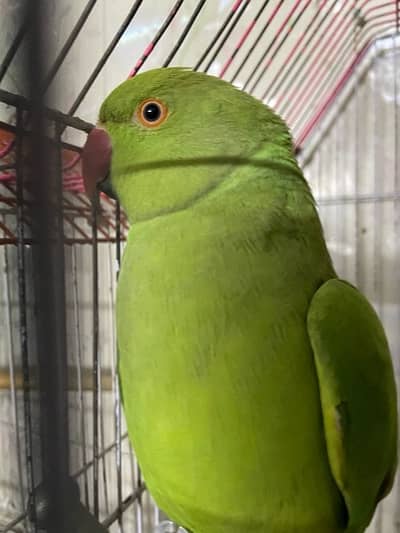 parrot for Sale Tota - Parrots - 1084682057