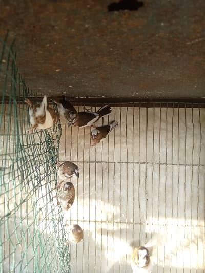 banglise finch & pied dove - Finches - 1084704758