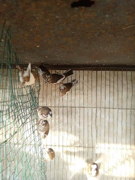 banglise finch & pied dove - Finches - 1084704758