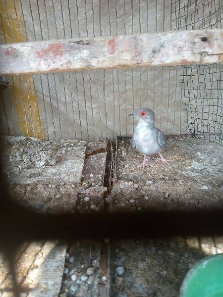 banglise finch & pied dove - Finches - 1084704758