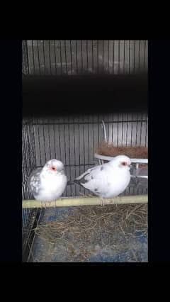 Diamond Doves Price in Pakistan | Diamond Doves for Sale in Pakistan
