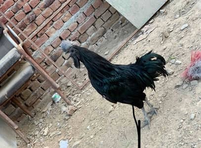 Ayam cemani breeder pair Age 15 month - Hens - 1084809454
