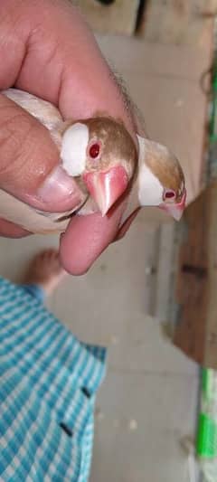 Fawn Java in Pakistan, Free classifieds in Pakistan | OLX Pakistan