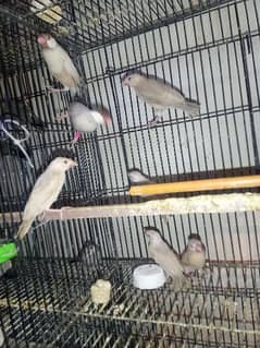 Bird Java in Karachi, Free classifieds in Karachi | OLX Pakistan