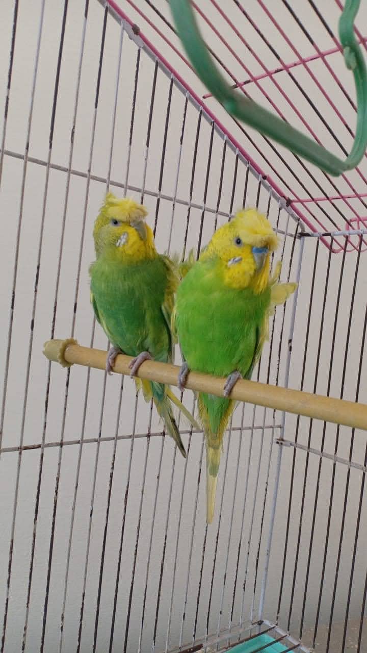 Hogoromo Double Flower Australian - Parrots - 1082246635