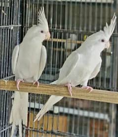 Eno Cocktail in Lahore, Free classifieds in Lahore | OLX Pakistan